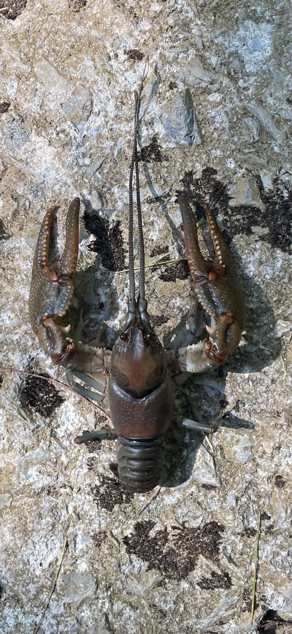 Cambarus robustus Girard, 1852