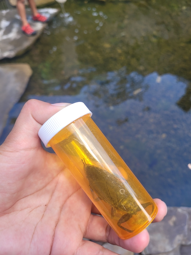 American Giant Water Bug from Northwest Ithaca, NY 14850, USA on July ...