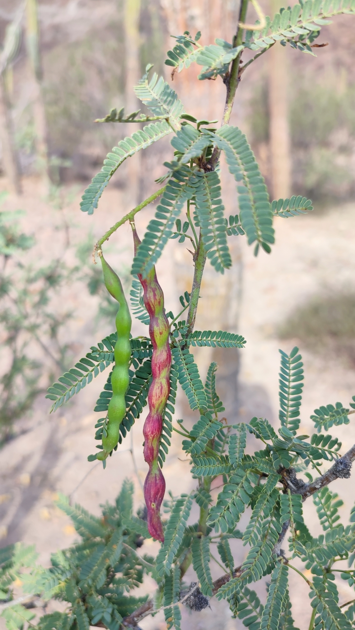 Prosopis articulata S.Watson