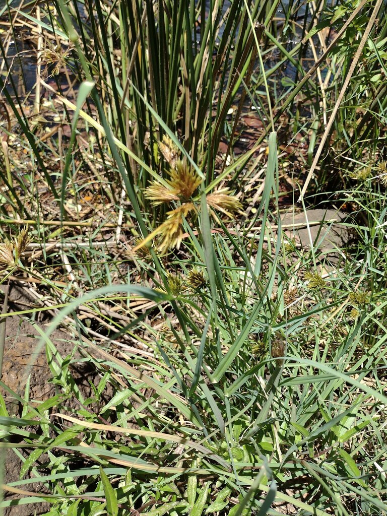 Bunchy flat-sedge from Kauai, Hawaii, United States on July 8, 2022 at ...