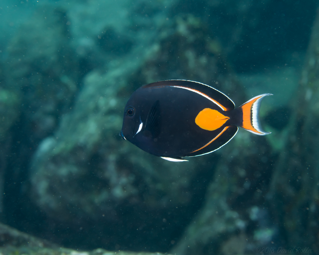Achilles Tang (Acanthurus achilles) - Marine Life Identification