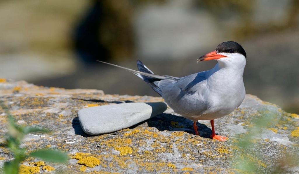 Common Tern from Stratton Island, Old Orchard Beach, ME, US on July 12 ...
