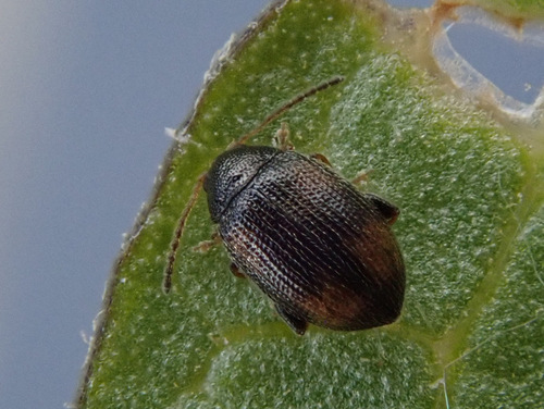 Epitrix atropae · NaturaLista Colombia