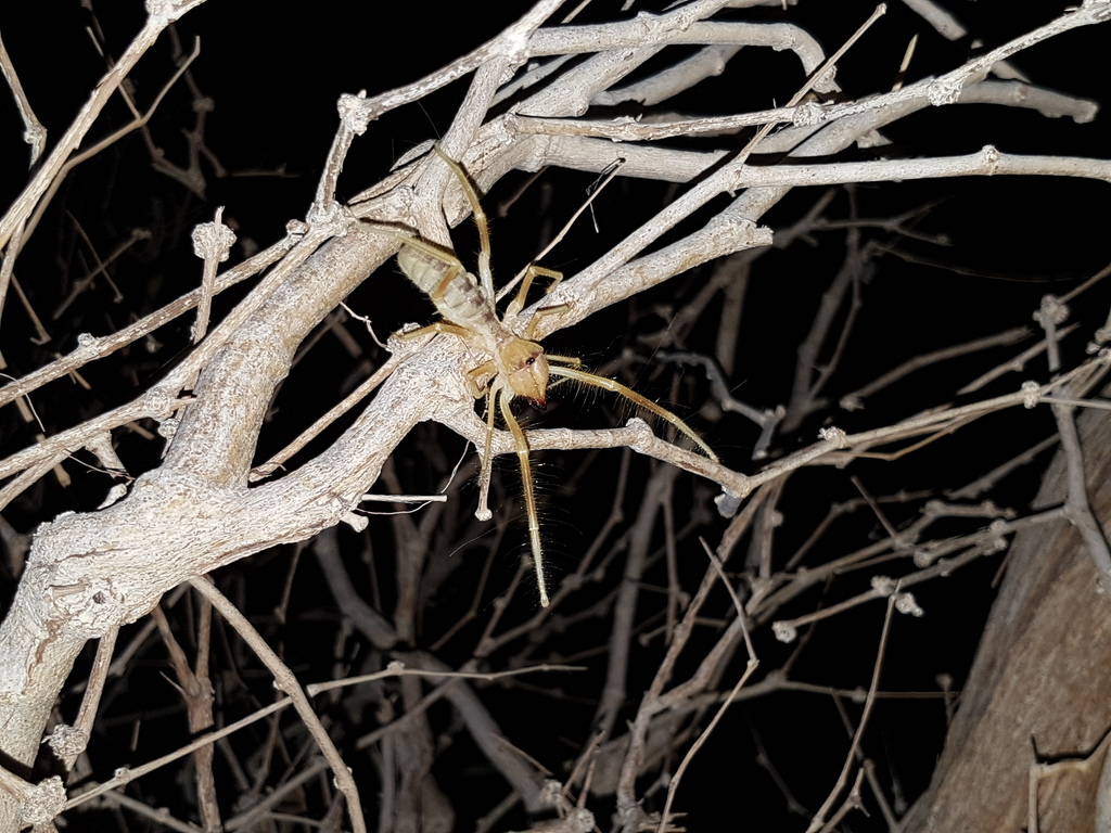 Scorpion-Spiders from آران و بیدگل، استان اصفهان، ایران on September 15 ...