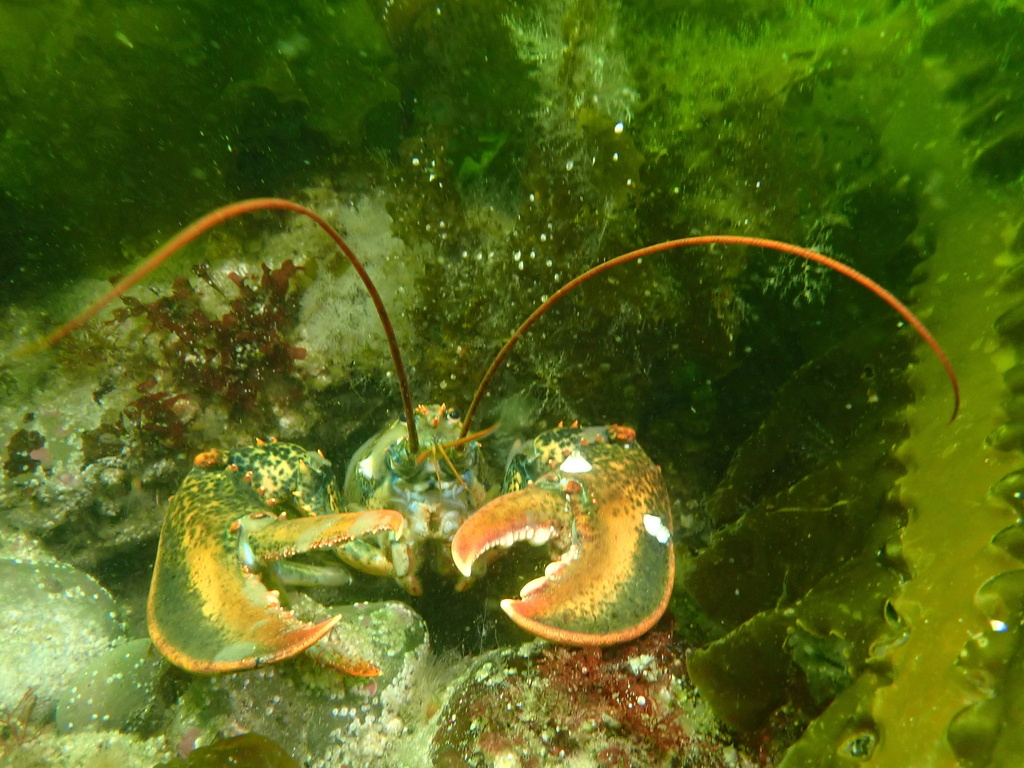 American Lobster from Golfe du Saint-Laurent, Gaspé, QC, CA on June 29 ...