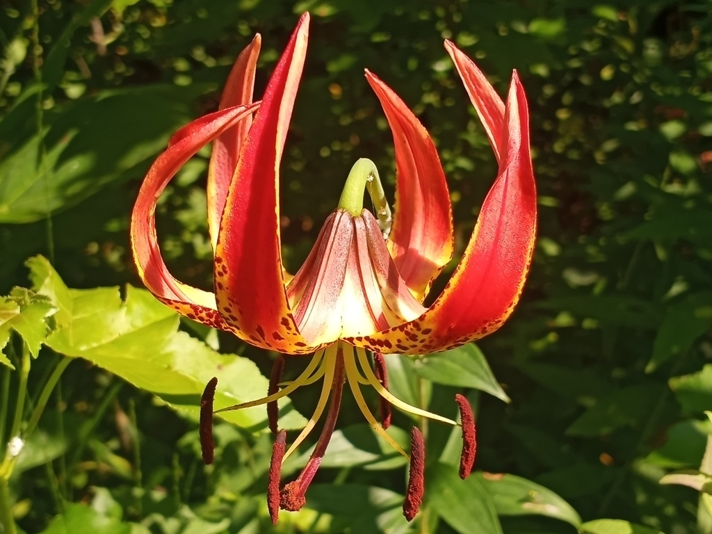 Turk's-cap lily from Denton, MD 21629, USA on July 12, 2022 at 03:21 PM ...