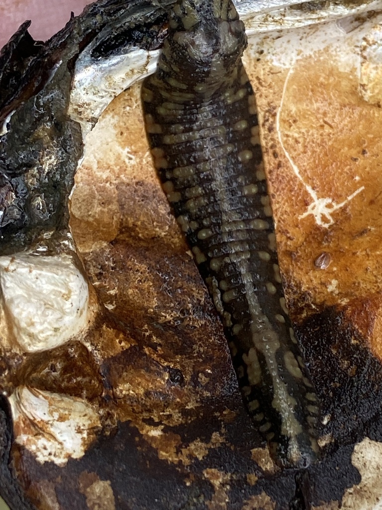 Smooth Turtle Leech from Andalusia, AL, US on July 12, 2022 at 12:37 PM ...