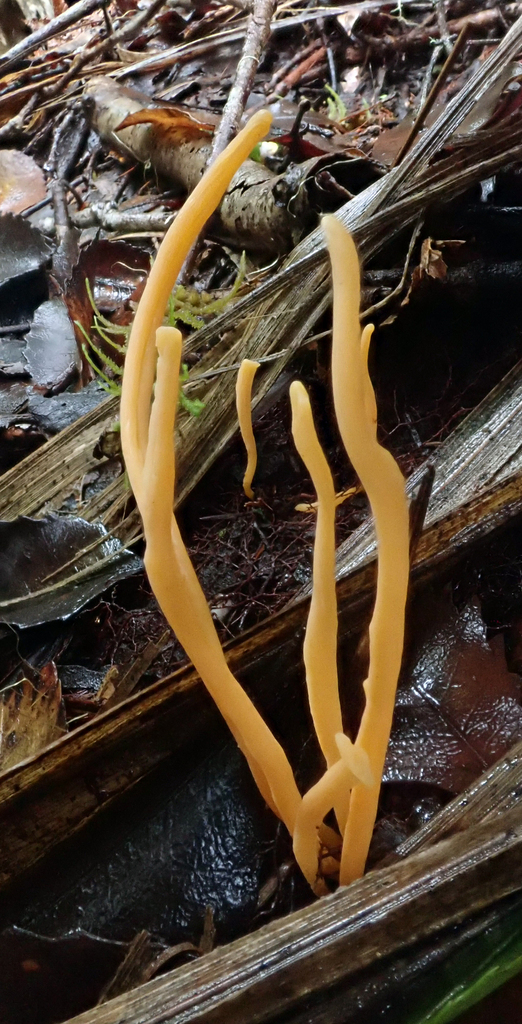 Clubs and Corals from Te Kauri Scenic Reserve, Waikuku Stream Catchment ...