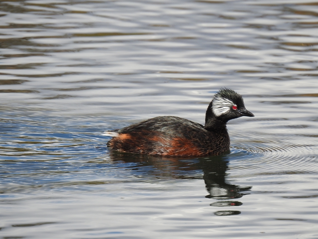 White-tufted Grebe from Comunidad huayllarccocha, 08000, Peru on July ...