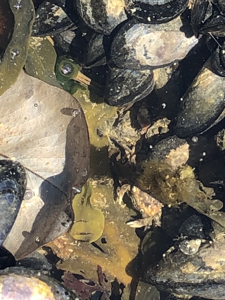 Yellow Shore Crab from Mayne Island, Capital, BC, CA on July 12, 2022 ...