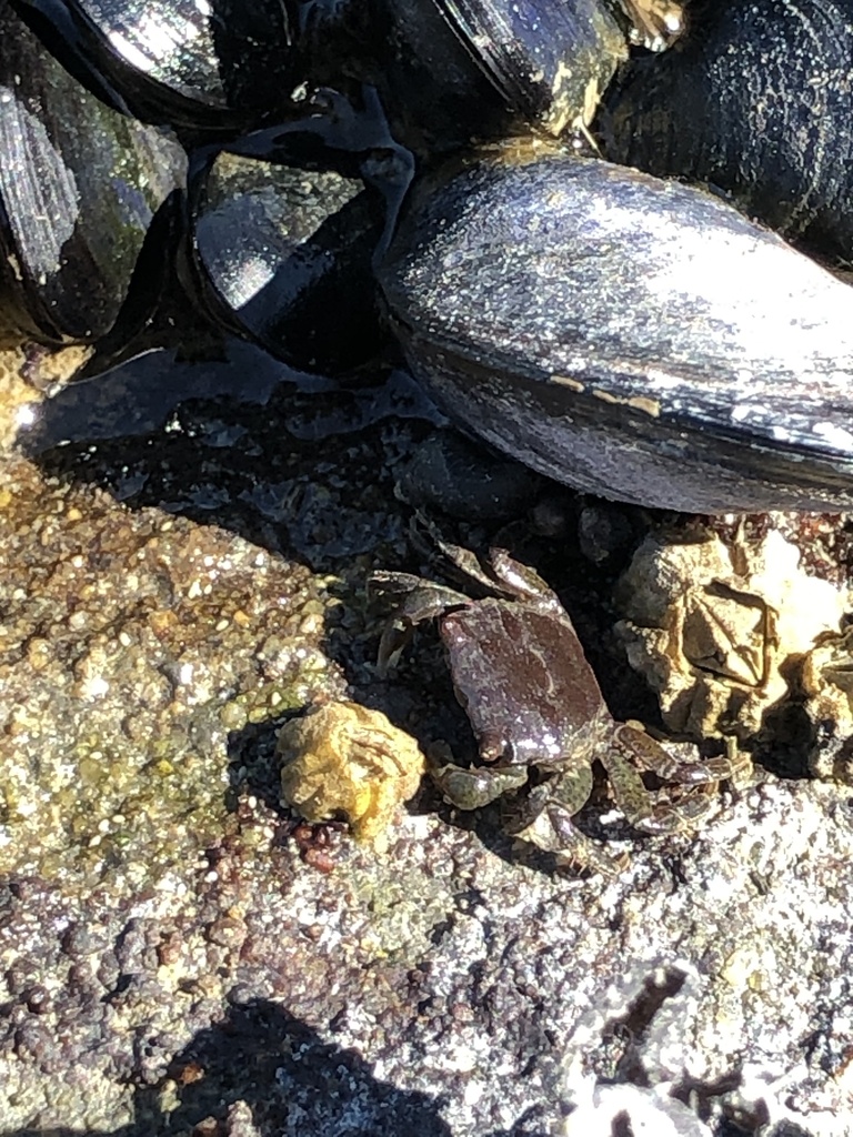 Yellow Shore Crab from Mayne Island, Capital, BC, CA on July 12, 2022 ...