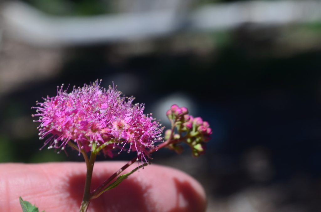Mountain Spirea from Sierra County, CA, USA on July 11, 2022 by ...