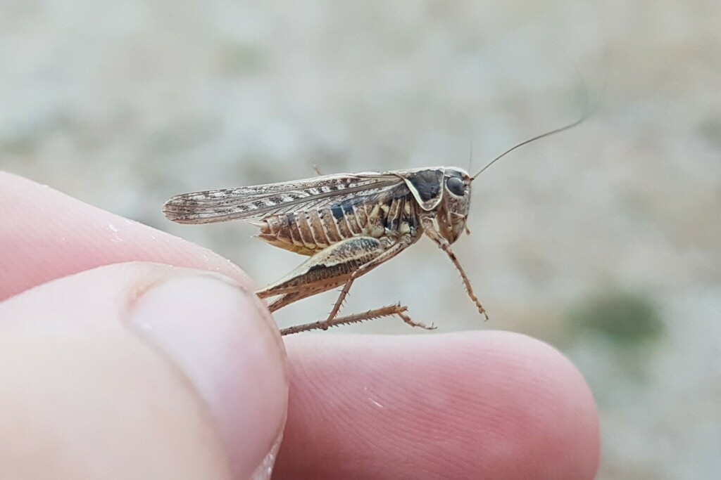 Italian Bush-cricket from 22300, Orlić, Croatia on July 07, 2022 at 08: ...