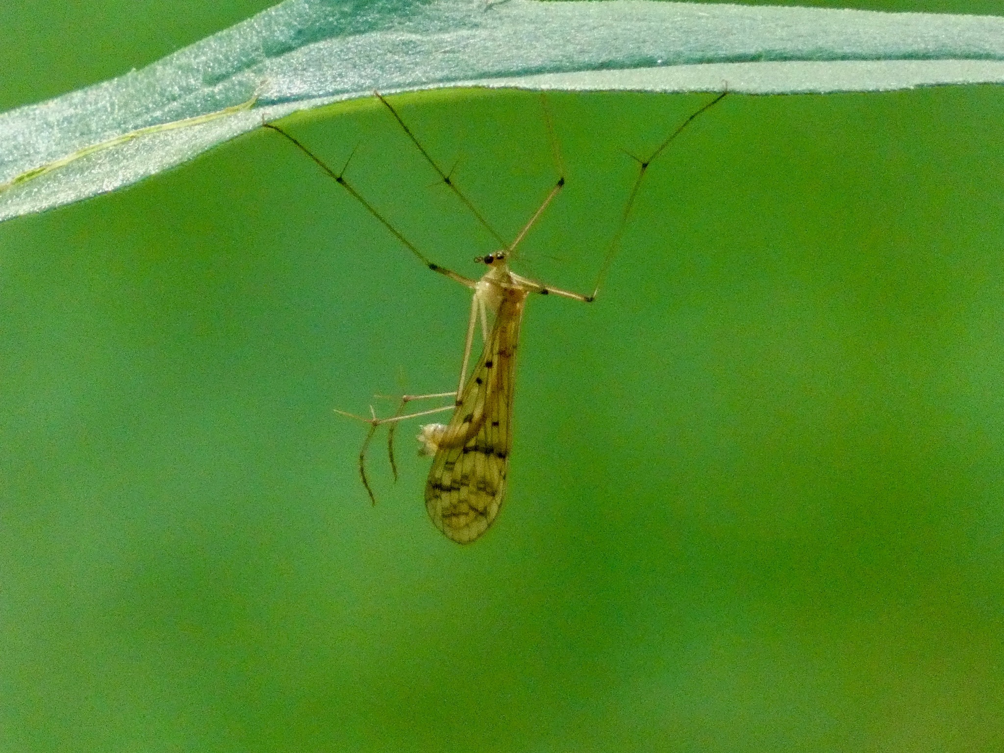 Bittacus strigosus Hagen, 1861
