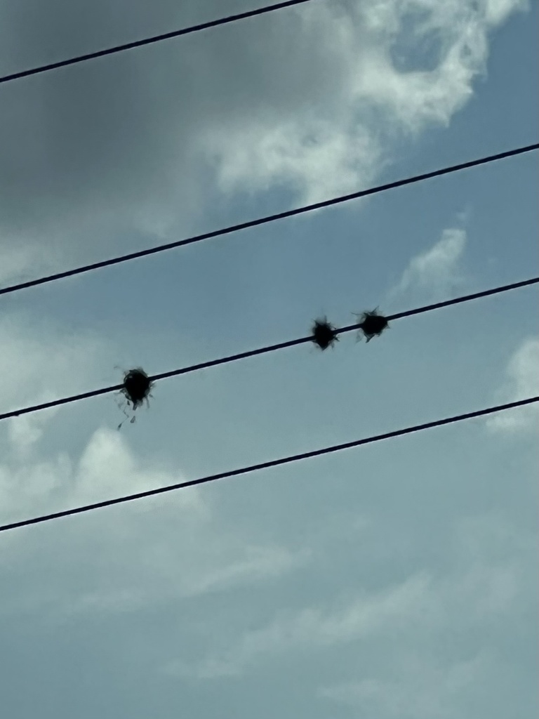 ballmoss from RM-2828, Medina, TX, US on July 12, 2022 at 11:03 AM by ...