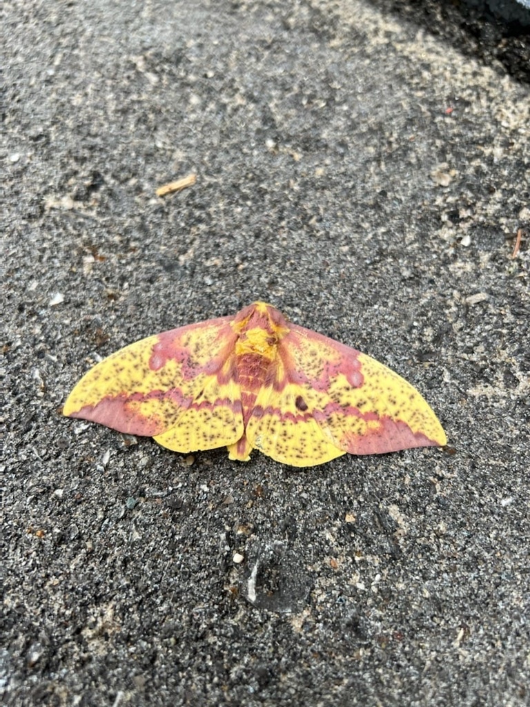 Imperial Moths in July 2022 by mkfly42 · iNaturalist
