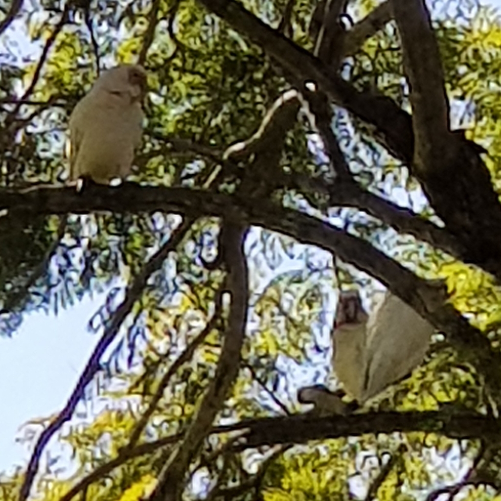Long-billed Corella from Graceville Ave at Graceville - Nadine, stop 44 ...