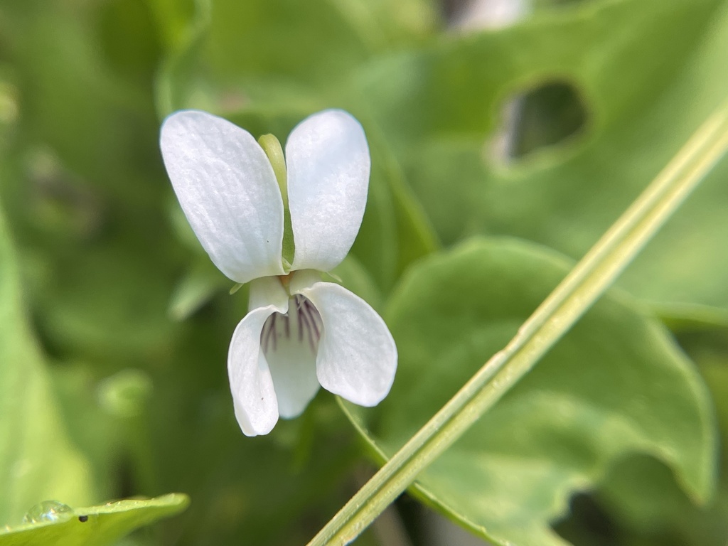 Macloskie's violet (Violets of the Santa Fe National Forest) · iNaturalist
