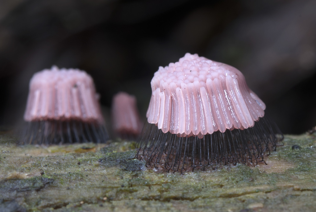 Stemonitis fusca (protozoans of the USA) · iNaturalist