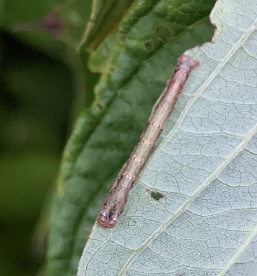 Ennominae from Wadsworth Township, OH, USA on July 12, 2022 at 08:51 PM ...