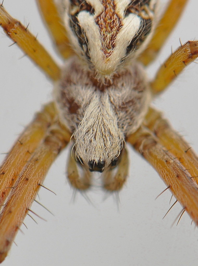 Aculepeira (Black Mountain Nature: Bugs) · iNaturalist