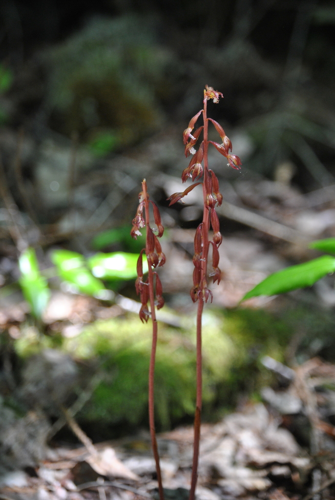 spotted coralroot from Tsútswecw Provincial Park (Roderick Haig-Brown ...