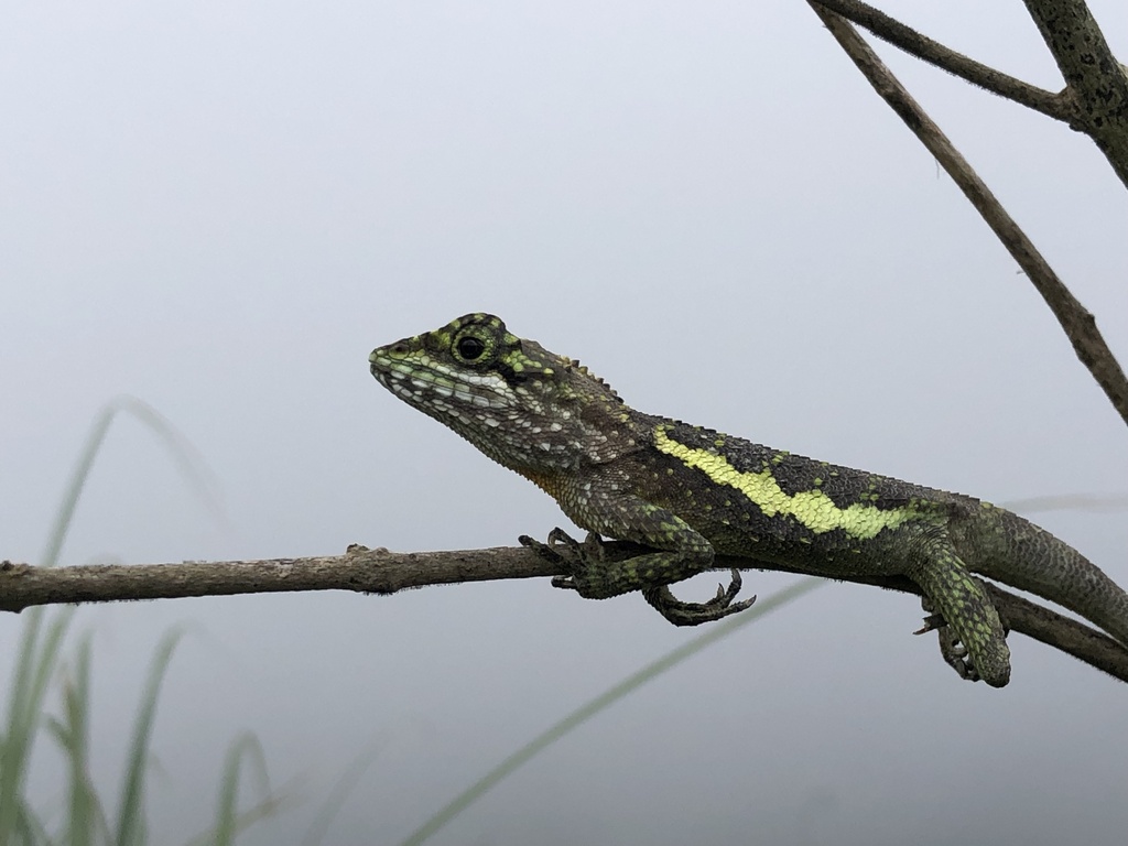 Diploderma polygonatum xanthostomum in July 2022 by lijeanliao ...