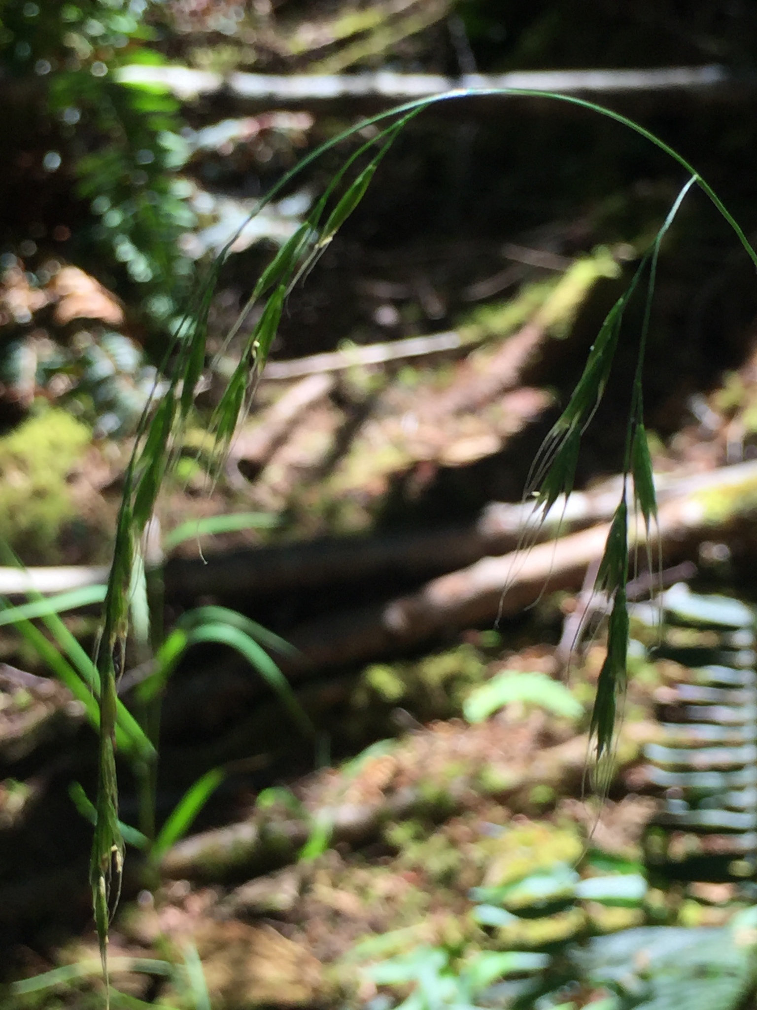 Festuca subulata Trin.