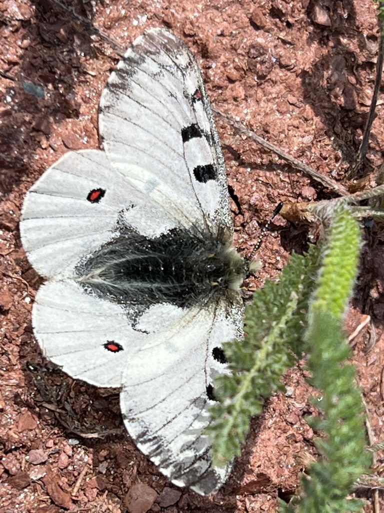 Rocky Mountain Parnassian from White River National Forest ...