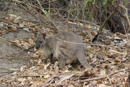 Black Wallaroo (Macropus bernardus) · iNaturalist United Kingdom