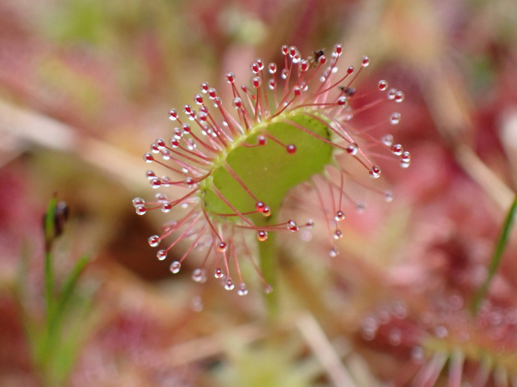round-leaved sundew from Mount Waddington, BC, Canada on July 02, 2022 ...
