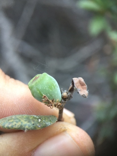 Callirhytis cedrosensis · iNaturalist