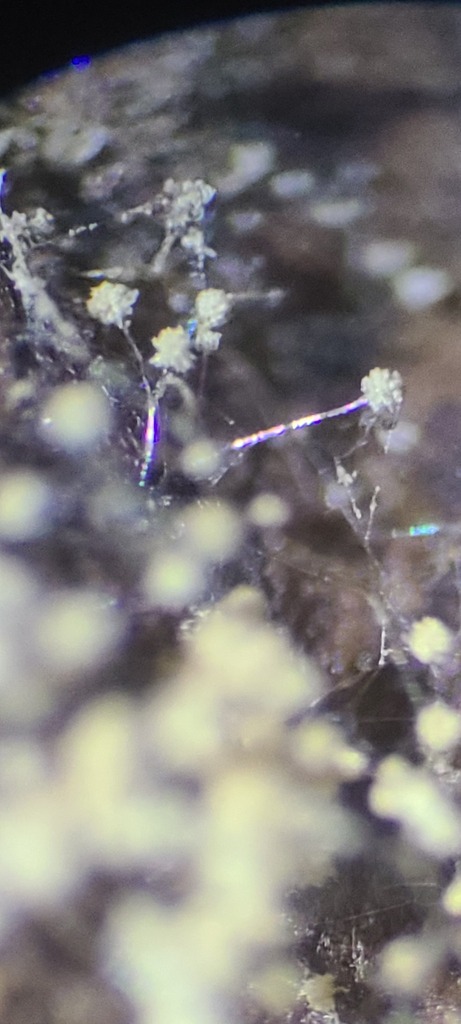 Echinostelium minutum in July 2022 by Darin Wiseman. Foliicolous on ...