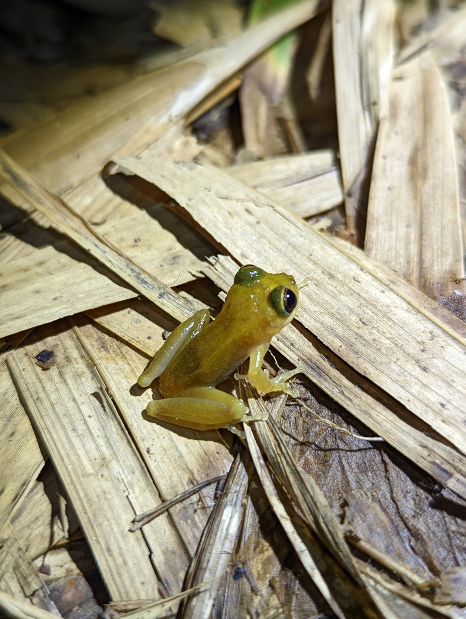 Flectonotus fitzgeraldi (Parker, 1934)
