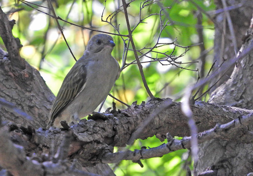 Eastern Lesser Honeyguide (Subspecies Indicator minor teitensis ...