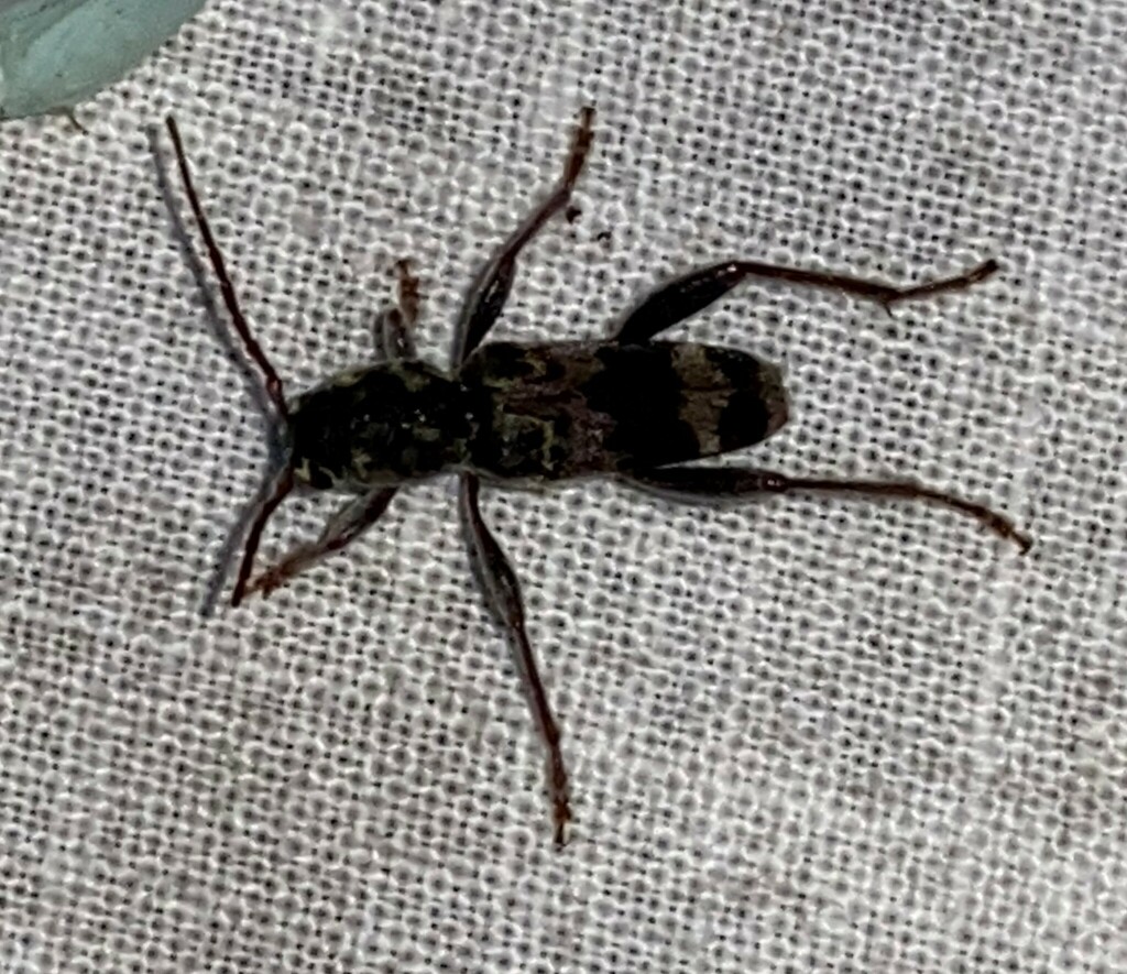 Rustic Borer from Along Ijams Branch, off of Co. Rd. 275, Lauderdale ...