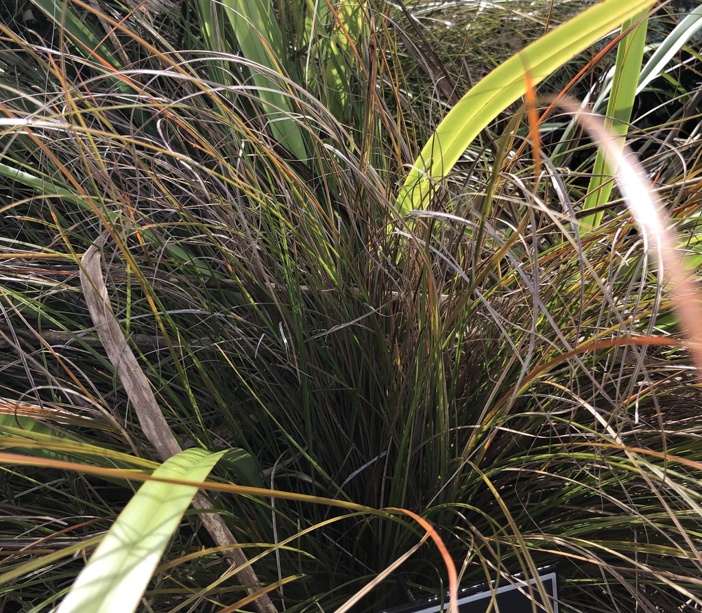 Orange New Zealand Sedge from Auckland Botanic Gardens, Auckland ...