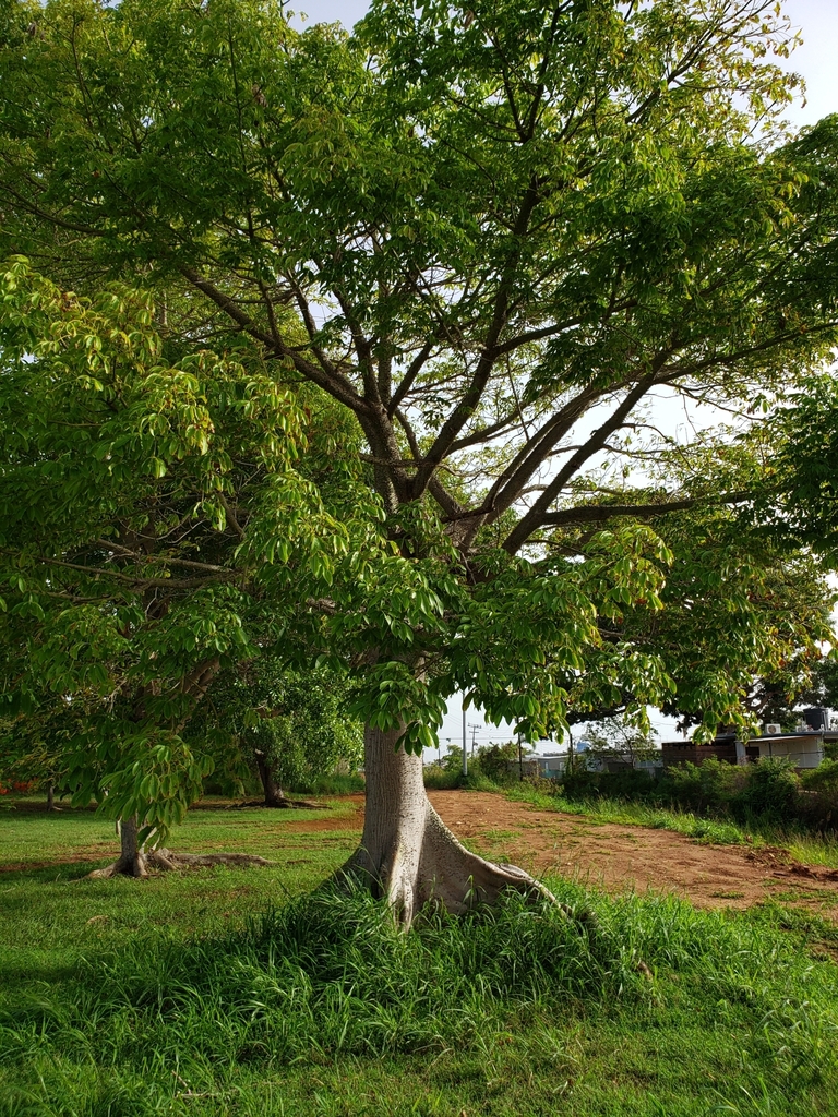 Kapok Tree from GV2F+R8R, Aguadilla Pueblo, Aguadilla 00603, Puerto ...