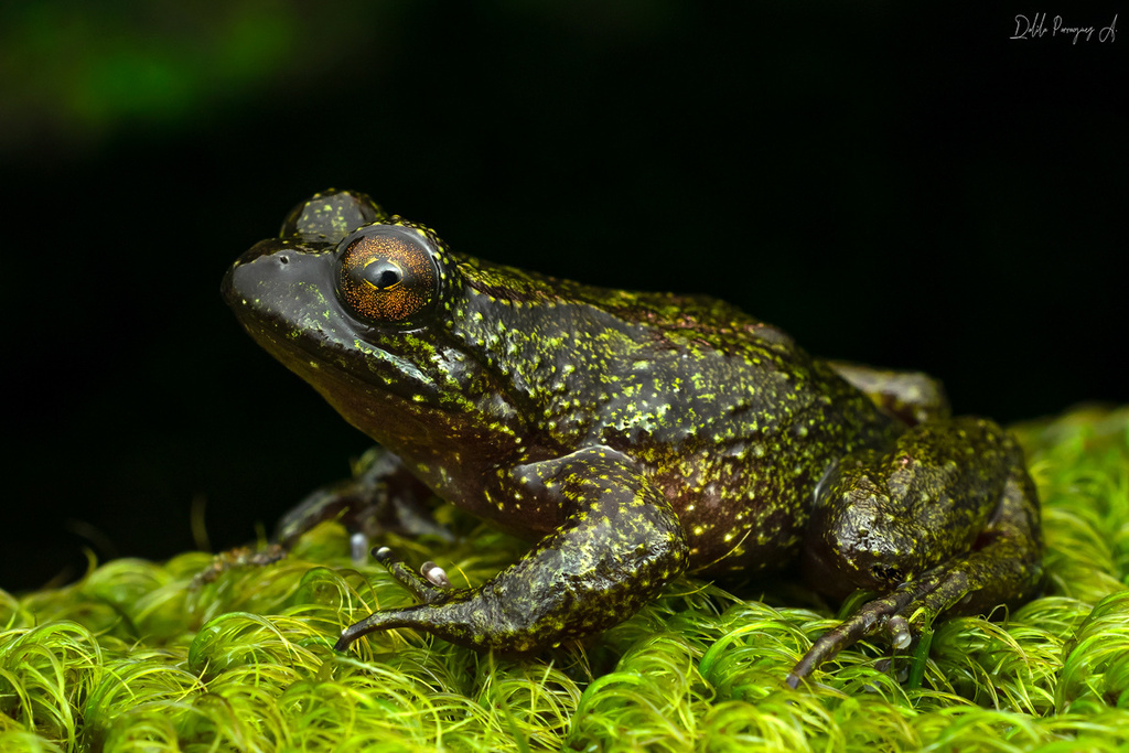 Barrio's frog in February 2022 by Dalila Parraguez · iNaturalist
