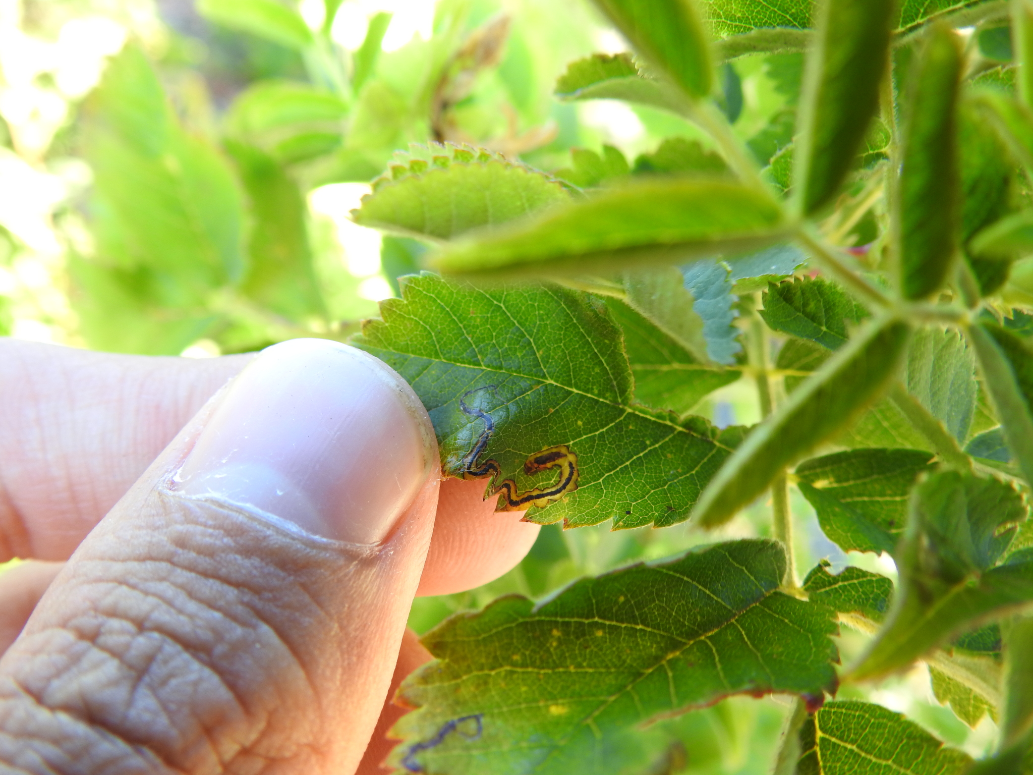 Stigmella centifoliella (Zeller, 1848) Beirne, 1945