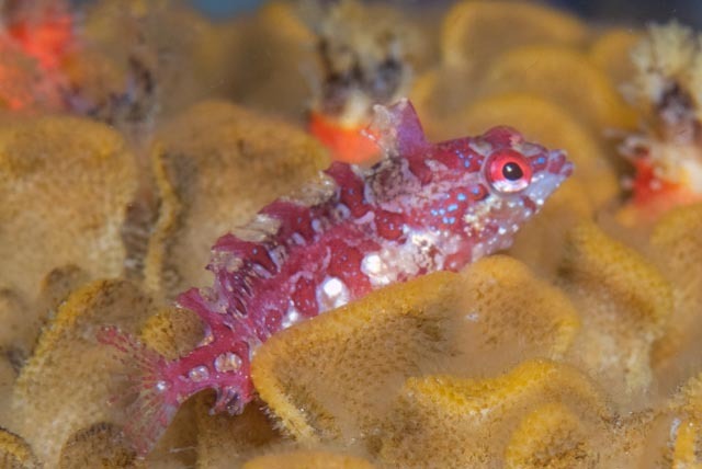 blue-spotted klipfish from rambler north false bay on June 12, 2022 at ...
