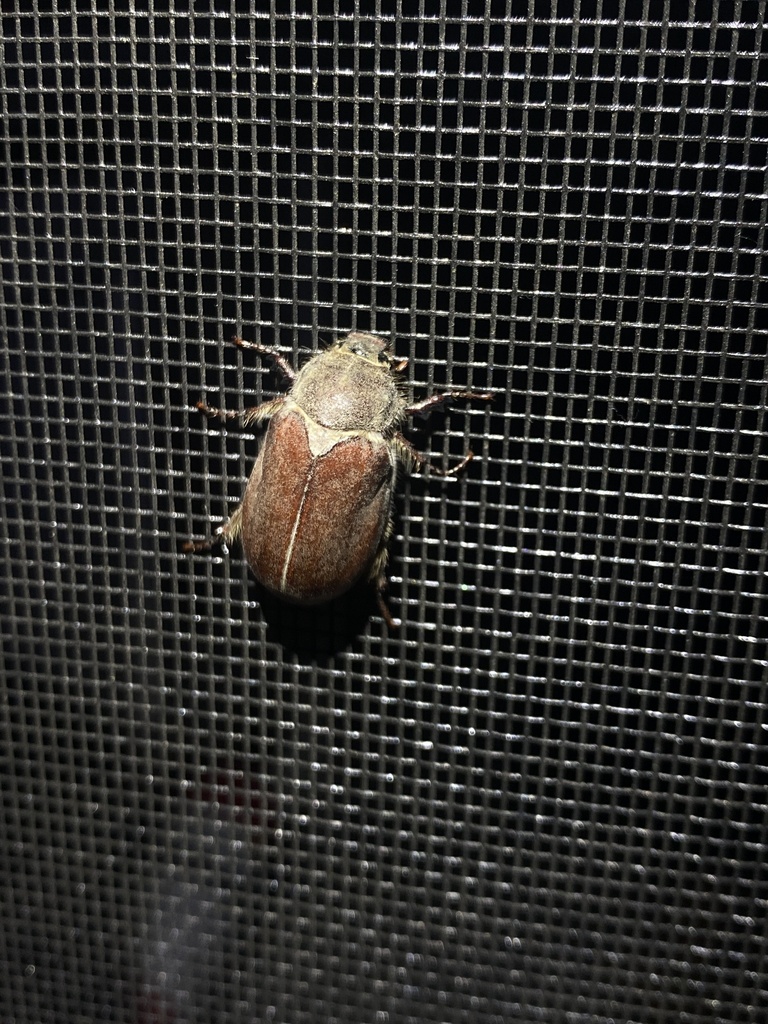 Dusty June Beetle from Riverview Dr, Jurupa Valley, CA, US on July 12 ...