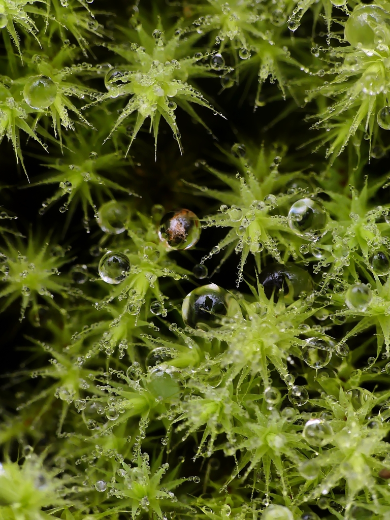 Breutelia affinis from Crafers - Bridgewater SA, Australia on July 13 ...