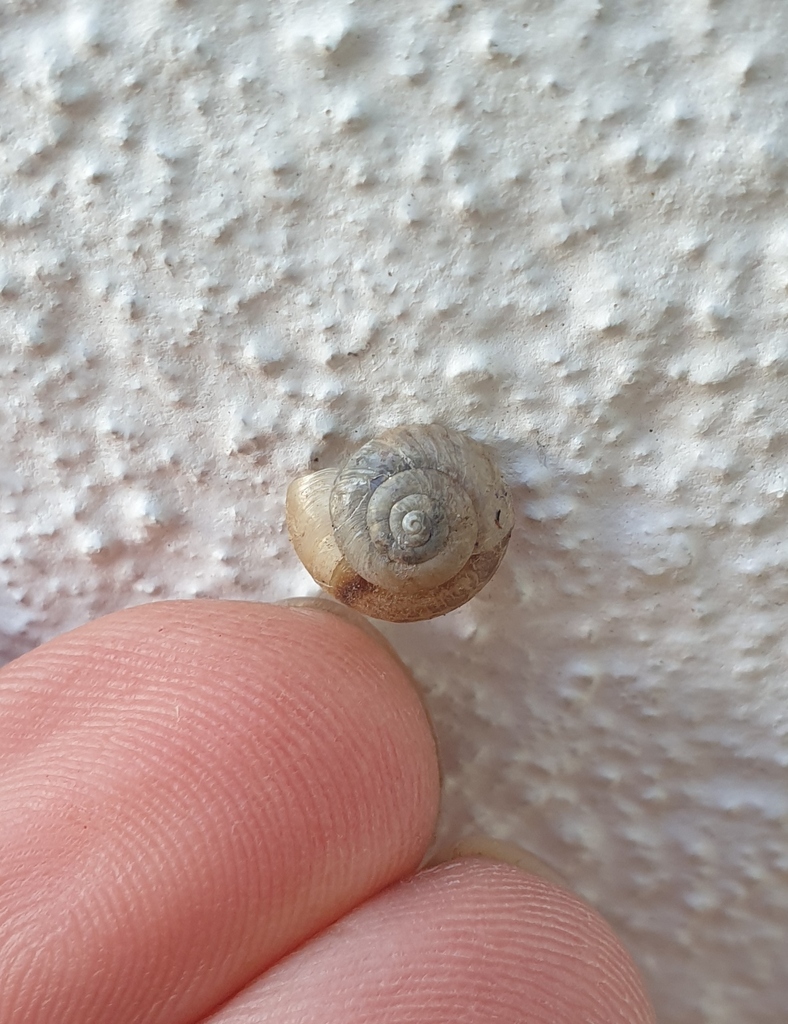 Girdled Snail from Mission Bay, Auckland 1071, New Zealand on July 13 ...