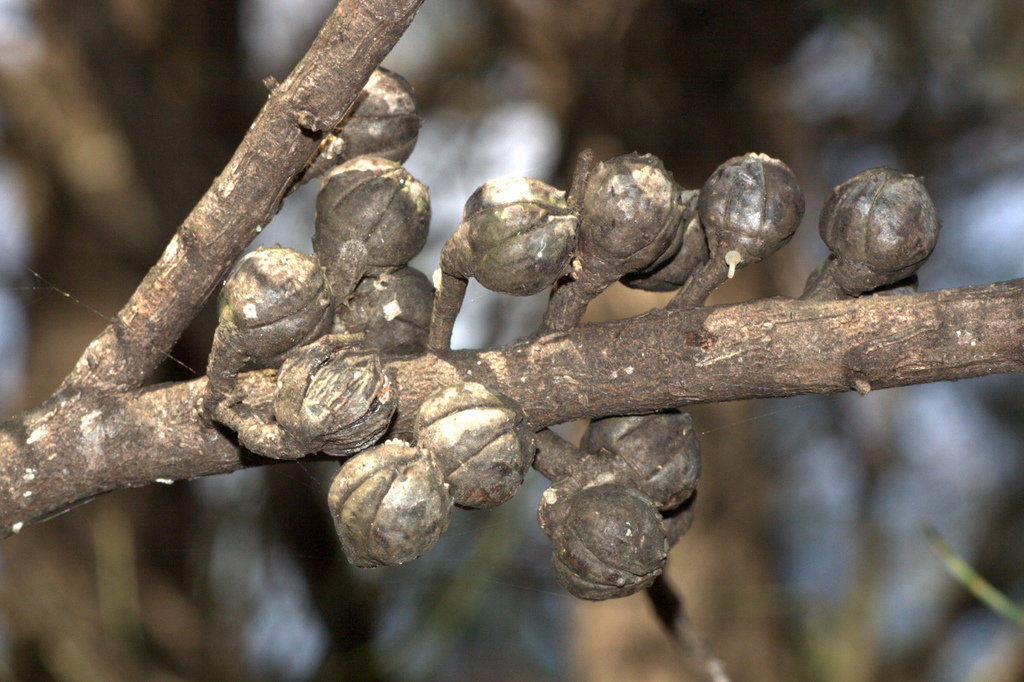 black cypress-pine from Durikai SF, Greymare QLD 4370, Australia on ...