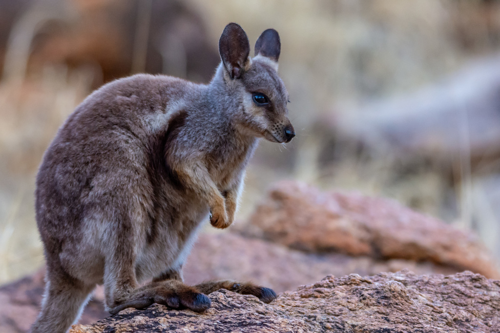 Black-flanked Rock Wallaby (Petrogale lateralis) - Know Your Mammals