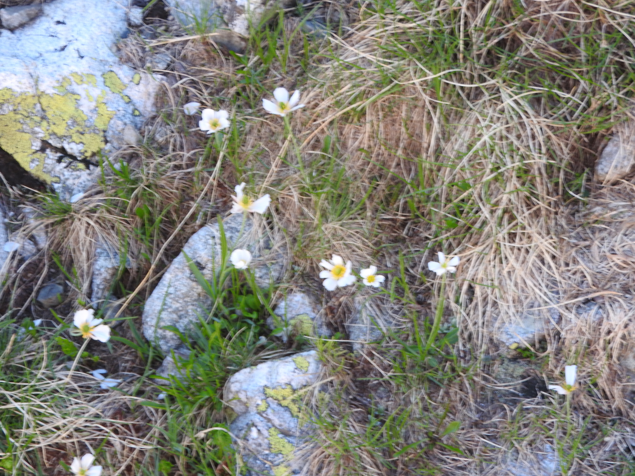 Ranunculus pyrenaeus L.
