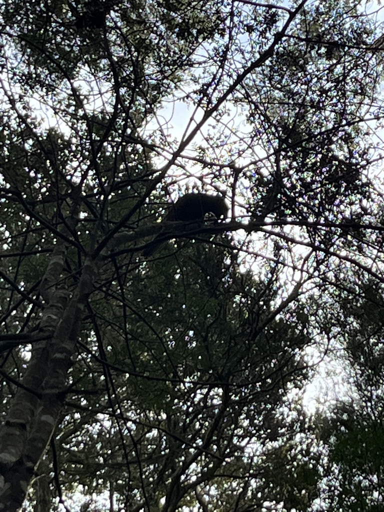 North Island Kaka from Eskdale Bush Scenic Reserve, Auckland, Auckland ...