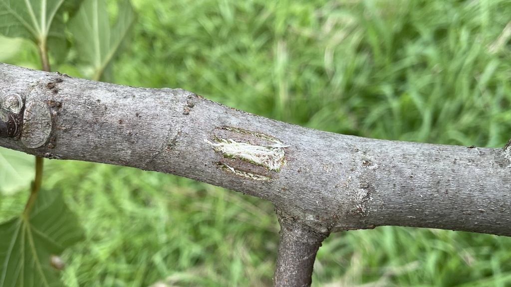 Apriona rugicollis in July 2022 by Gregory Mihaich. Observed multiple ...