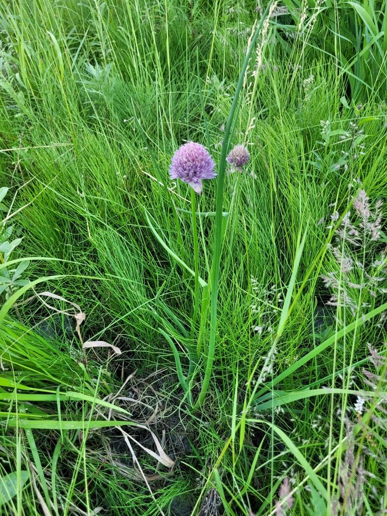 Wild Chives from Kiana, AK 99749, USA on July 12, 2022 at 08:59 PM by ...